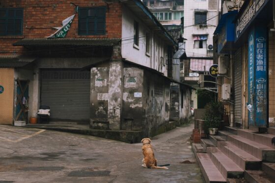 Inside Hong Kong’s Struggle to Save Abandoned Animals