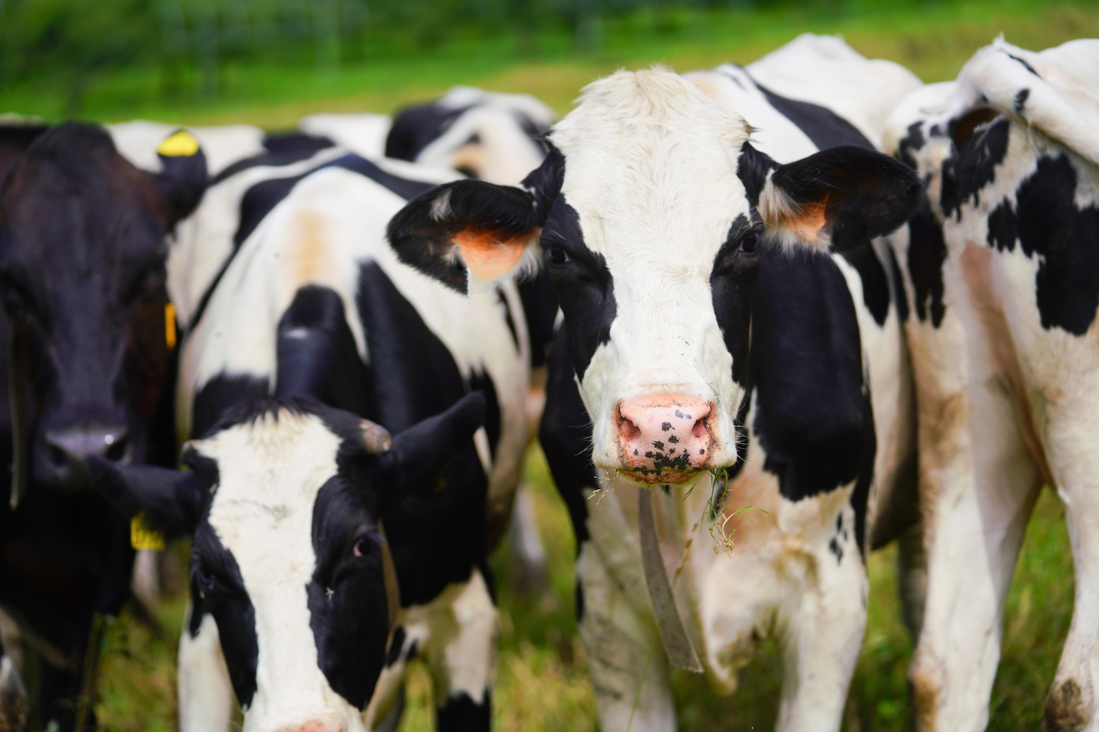 Why Global Dairy Partnerships Safeguard America’s Family Farms